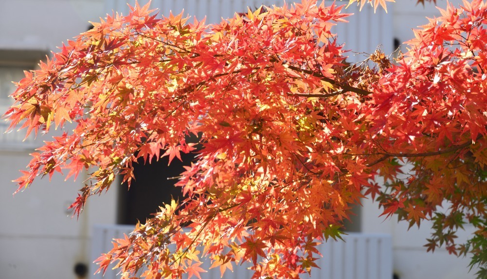 住まう地の秋Ⅱ: 下手の横好き写真