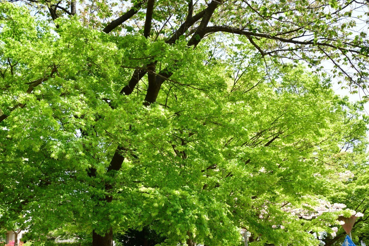 みどりの力: 下手の横好き写真